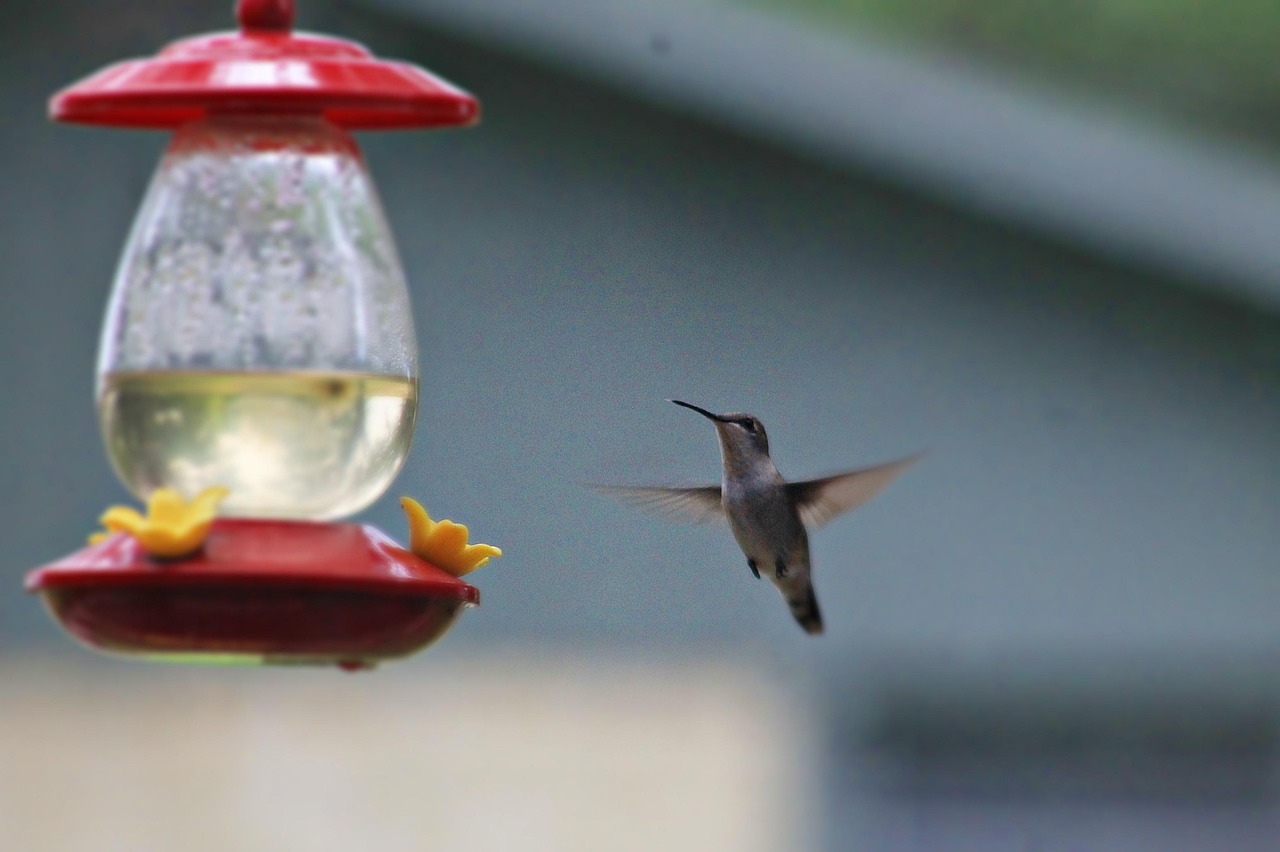 Hummingbird Bird Avian - Free photo on Pixabay - Pixabay