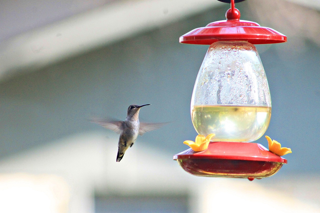 Hummingbird Bird Avian - Free photo on Pixabay - Pixabay