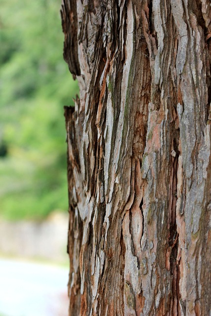 Trunk Tree Bark - Free photo on Pixabay - Pixabay