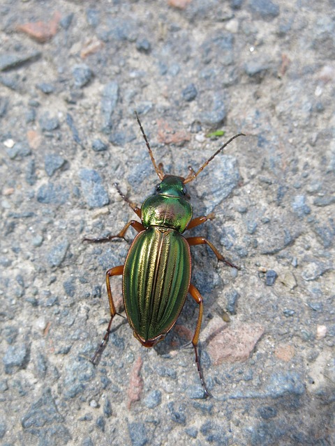 Green Ground Beetle