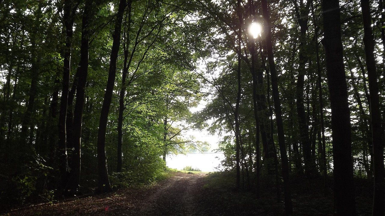 Forest Sun Path Deciduous - Free photo on Pixabay - Pixabay