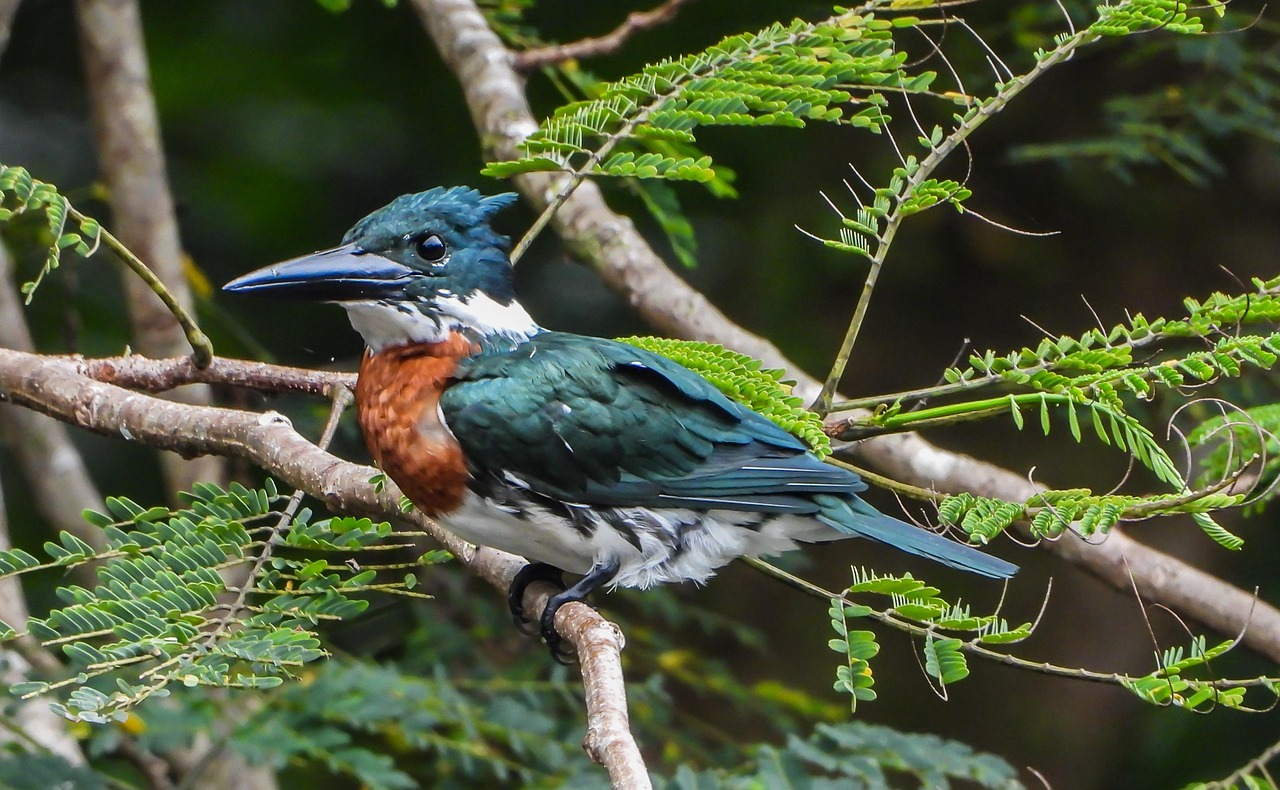 Pájaro Martín Pescador Ornitología - Foto gratis en Pixabay - Pixabay