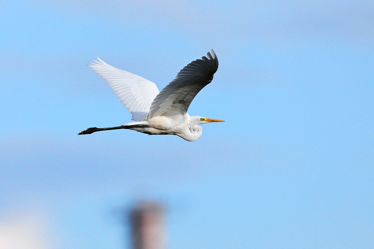 400+ Free Great Egret & Egret Images - Pixabay