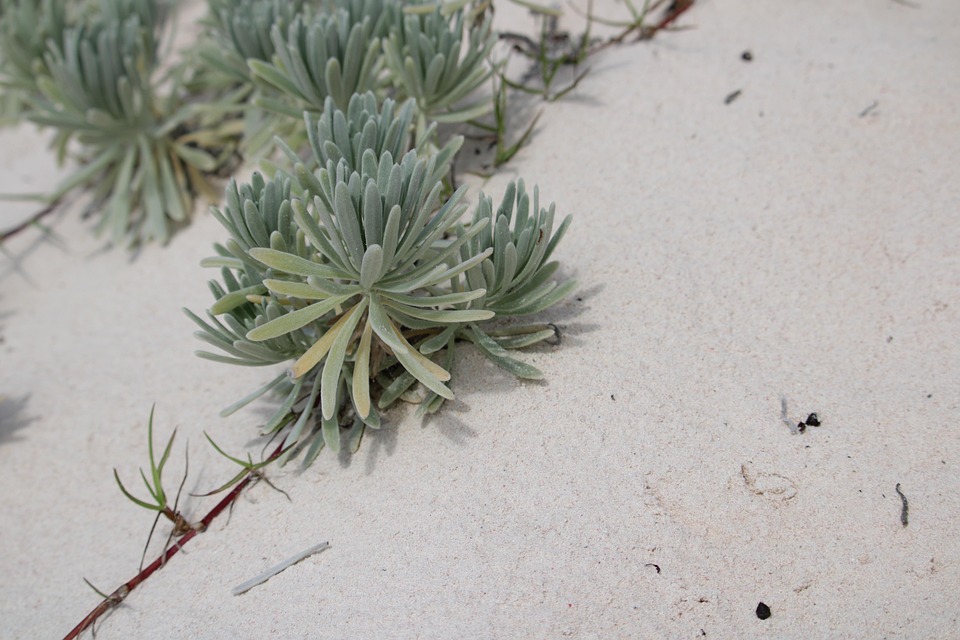 Sand Strand Sommer - Kostenloses Foto auf Pixabay - Pixabay