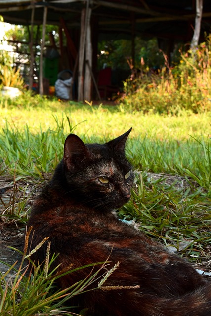 Animals Cats Feline - Free photo on Pixabay - Pixabay