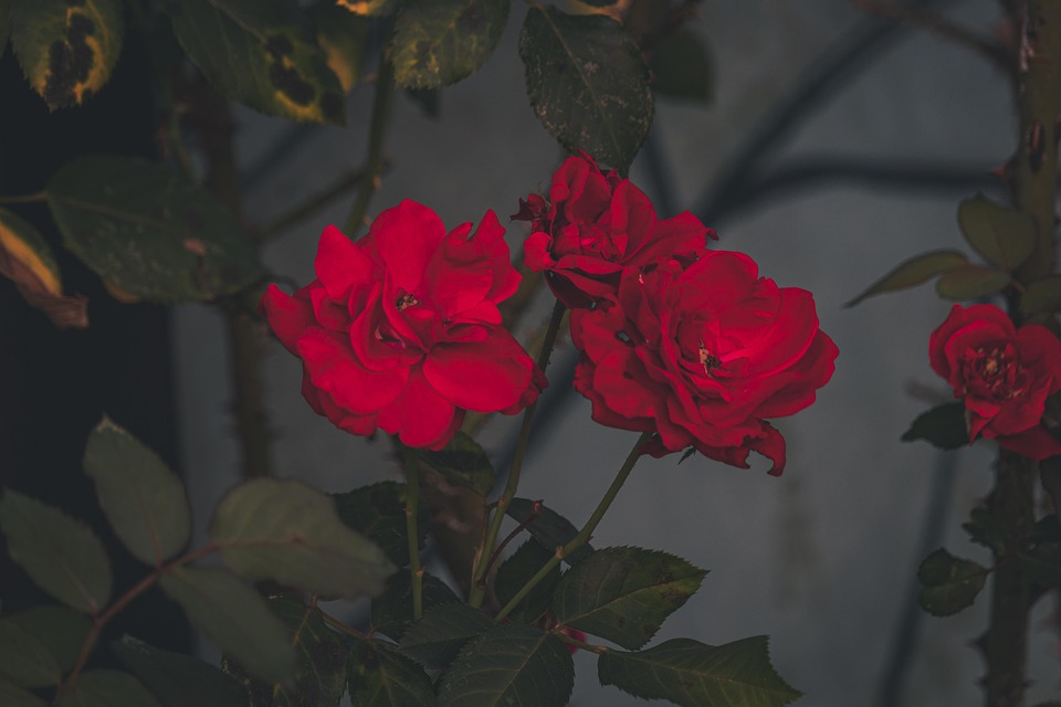 Mawar Merah Tanaman Bunga - Foto gratis di Pixabay