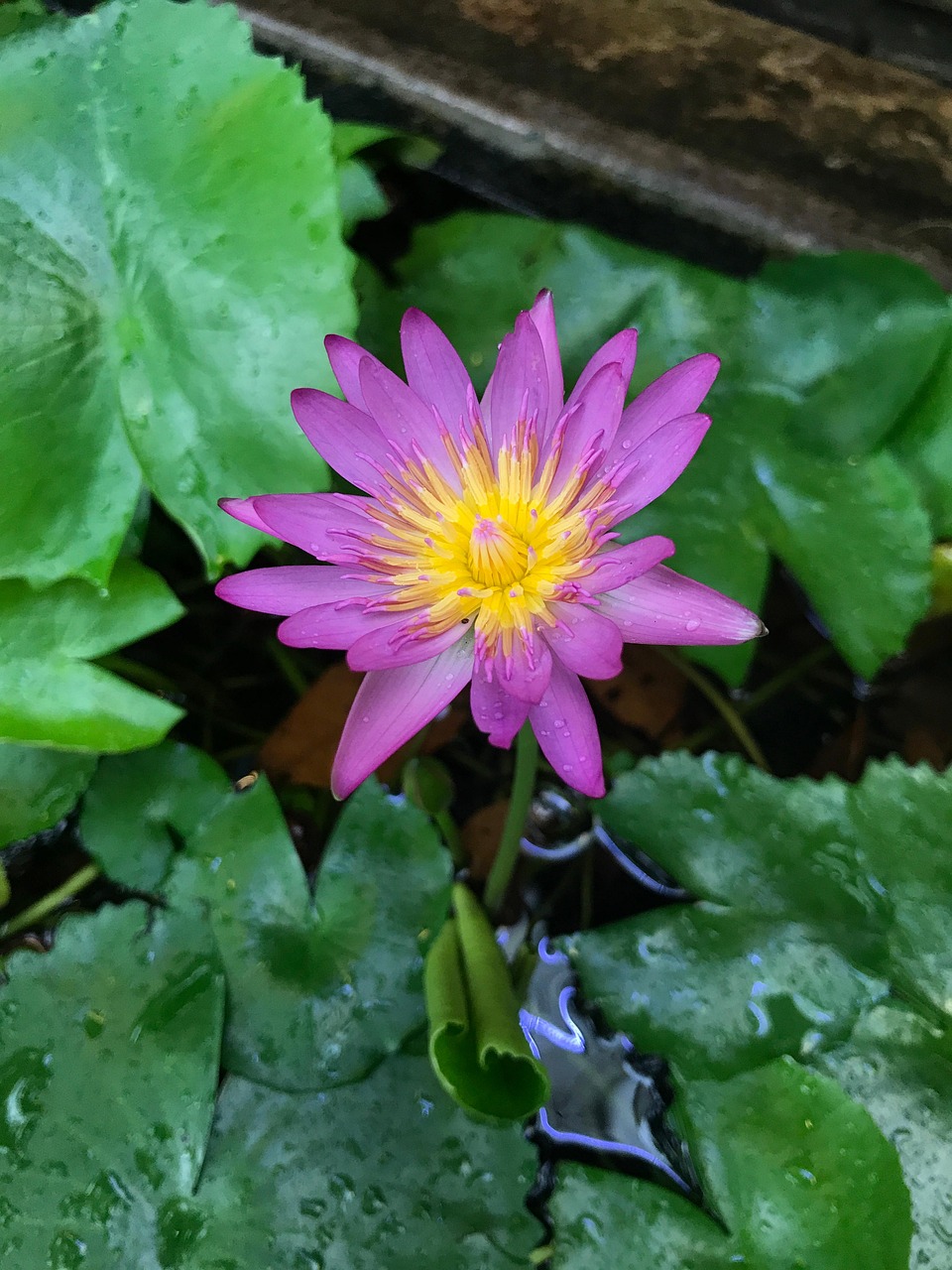 Lis Plantes Aquatiques Nymphaea - Photo gratuite sur Pixabay - Pixabay
