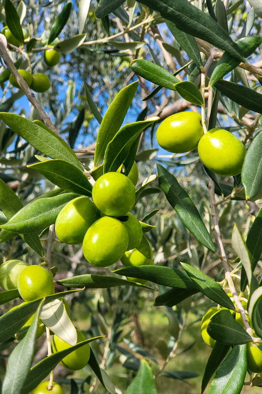 Olive Green Olives - Free photo on Pixabay