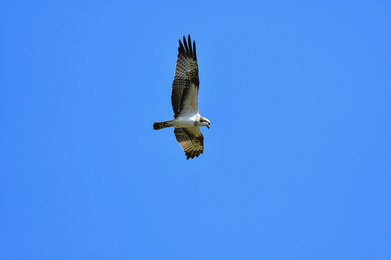 100,000+ Free Osprey Bird & Osprey Images - Pixabay