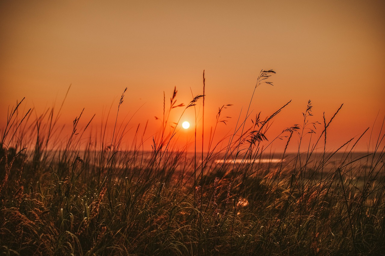 Le Coucher Du Soleil Herbe - Photo gratuite sur Pixabay - Pixabay