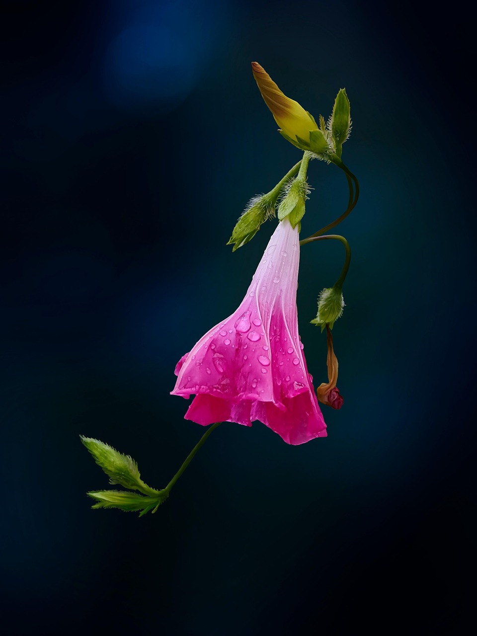 600,000+ Free Beautiful Flowers In The Morning & Morning Glory Images ...
