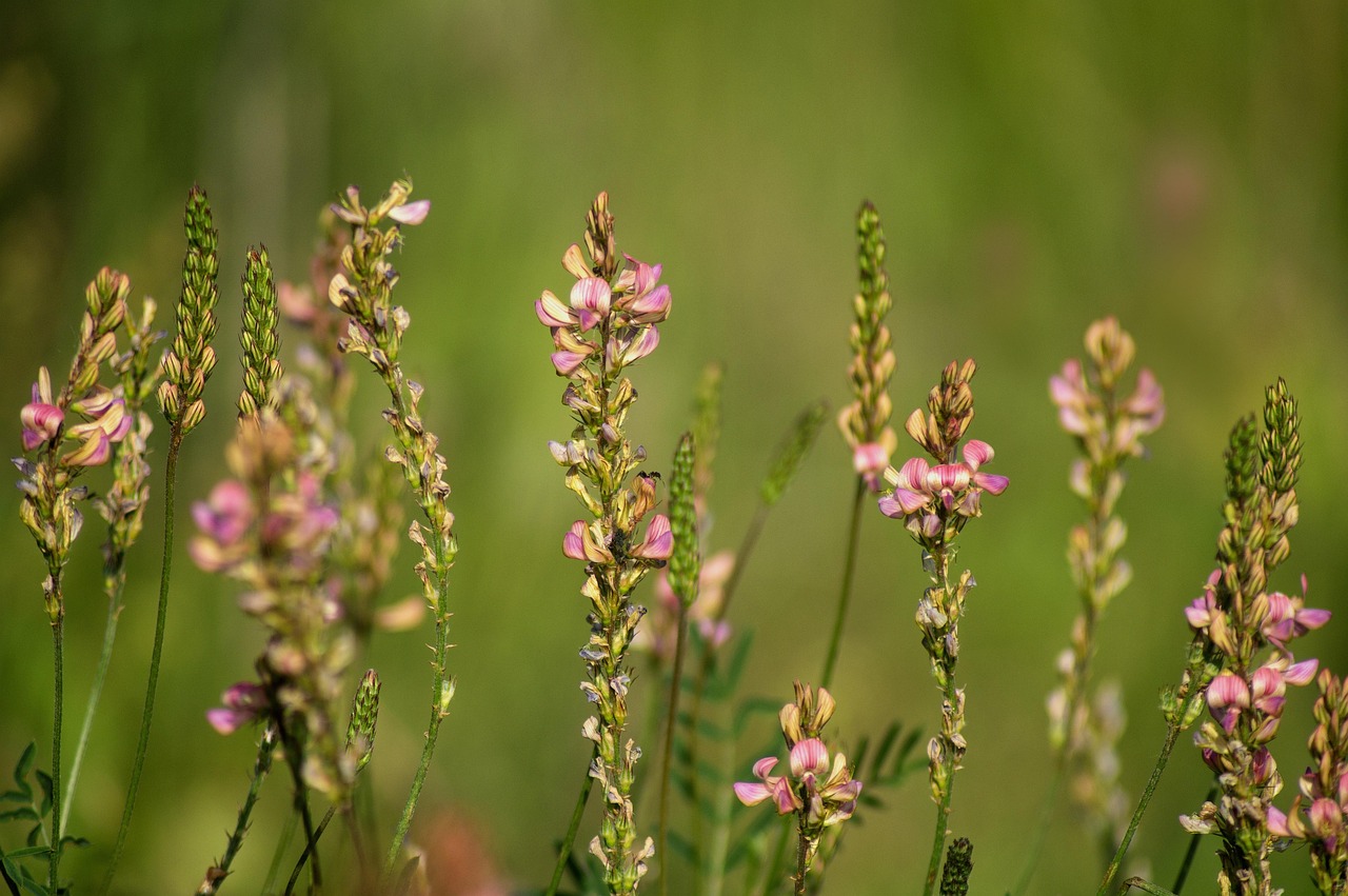 Flores Prado Campo El - Foto gratis en Pixabay - Pixabay