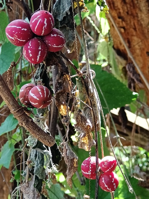 Native Bryony Fruits Vines - Free photo on Pixabay - Pixabay