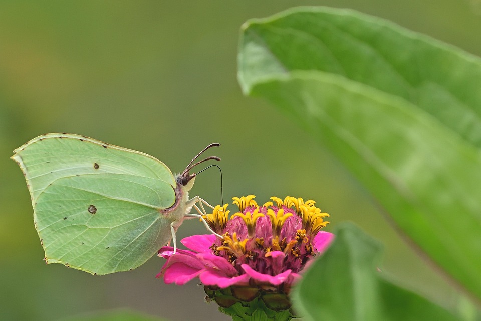 Butterfly Gonepteryx Rhamni - Free photo on Pixabay