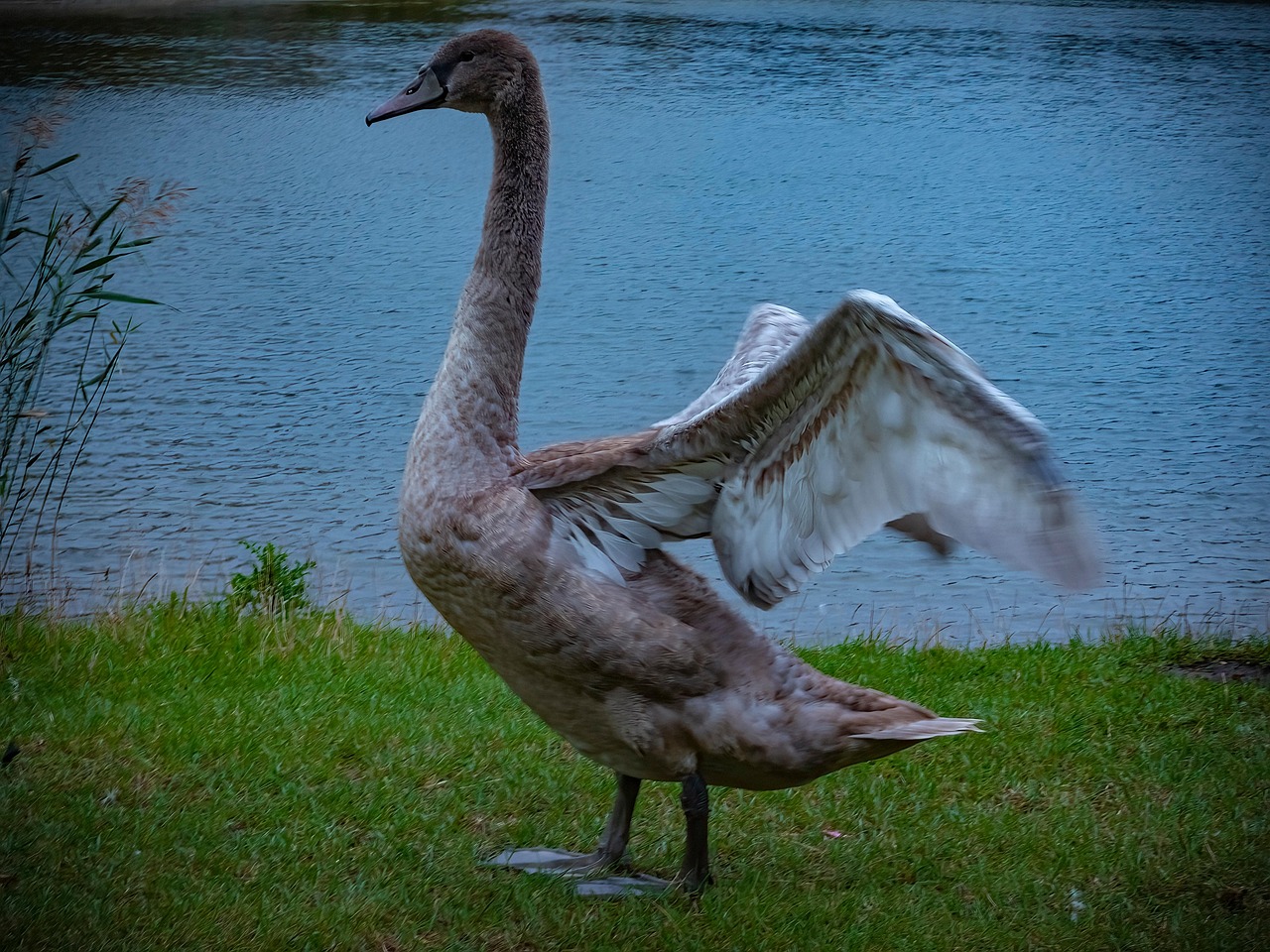 Cygne Jeune Animal Des Oiseaux La - Photo gratuite sur Pixabay - Pixabay