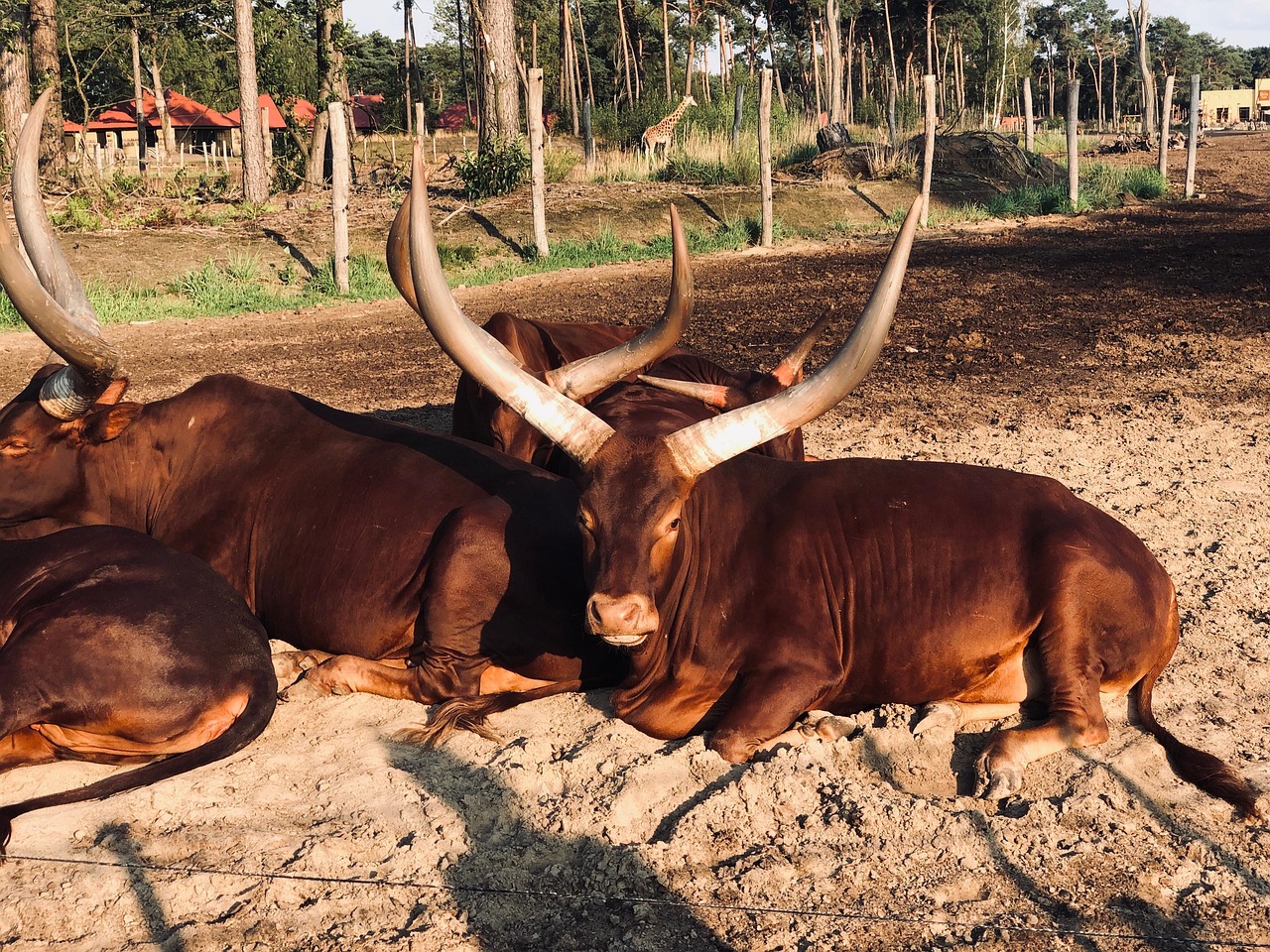 Beef Horns Animal - Free photo on Pixabay - Pixabay