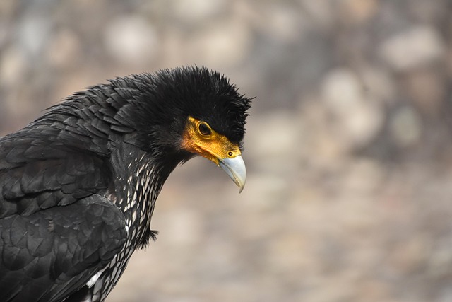 Bird Caracara Beak - Free photo on Pixabay
