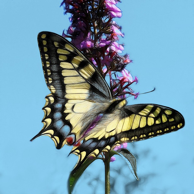 Dovetail Butterfly Fractalius - Free photo on Pixabay