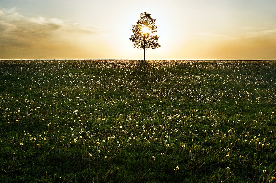 Tree Field Horizon - Free photo on Pixabay