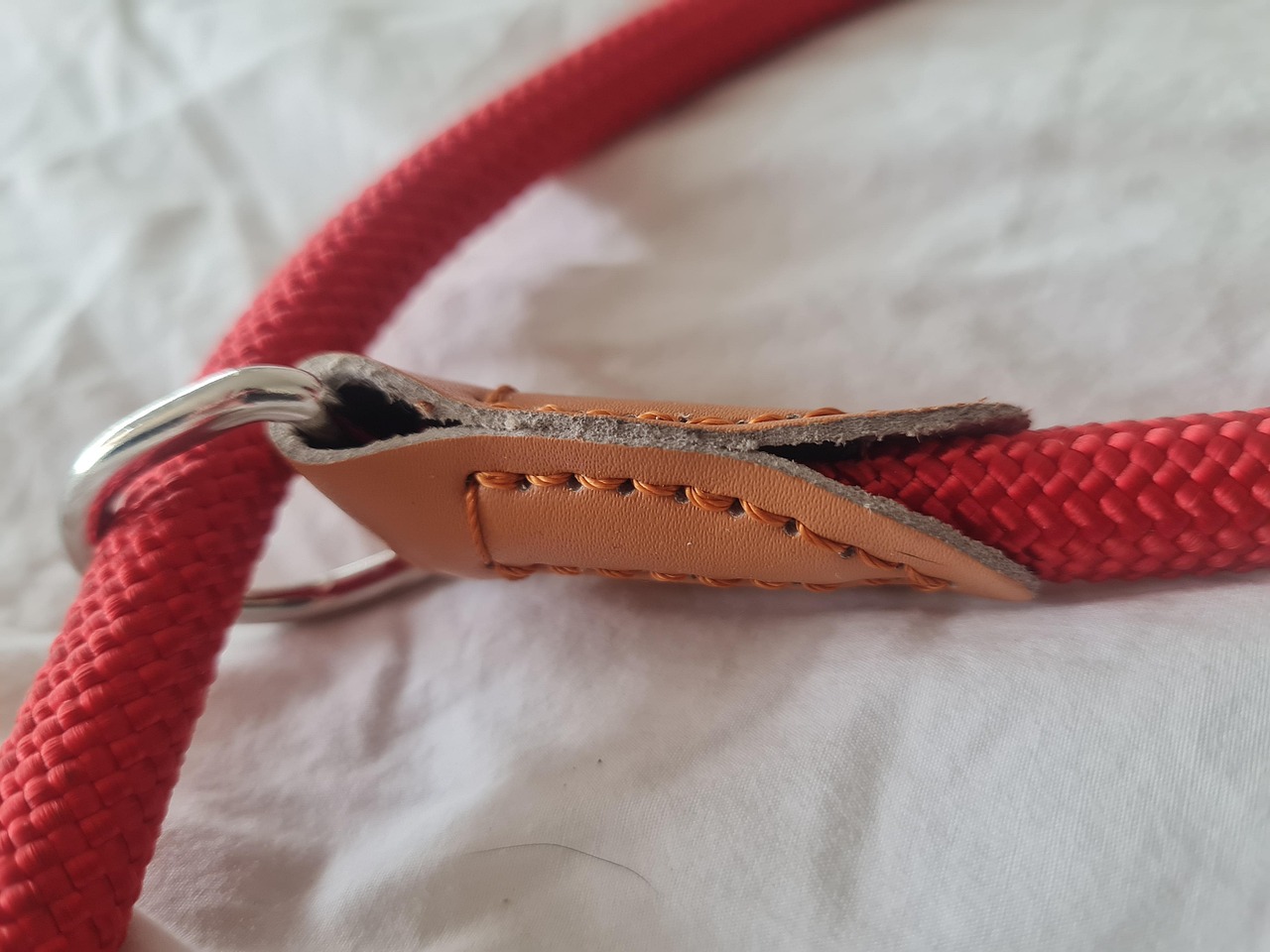 Dog Strap Coach - Free photo on Pixabay - Pixabay