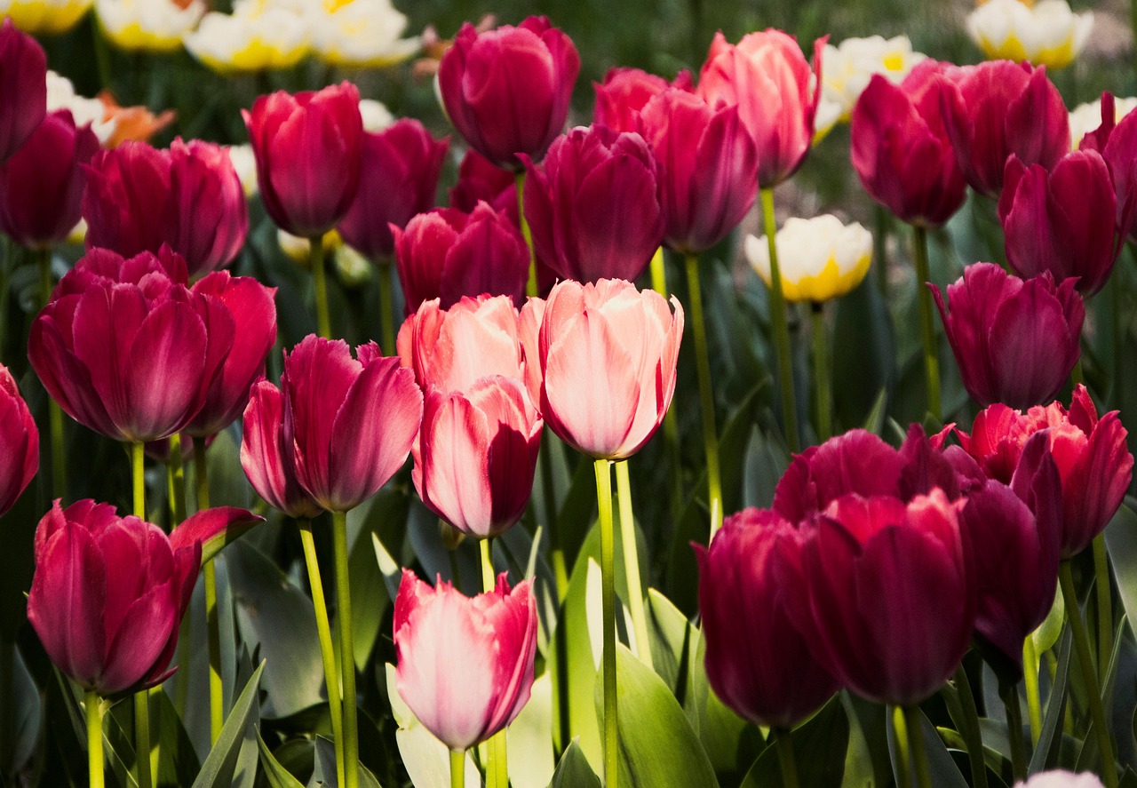 Pink Tulips Flowers - Free photo on Pixabay - Pixabay