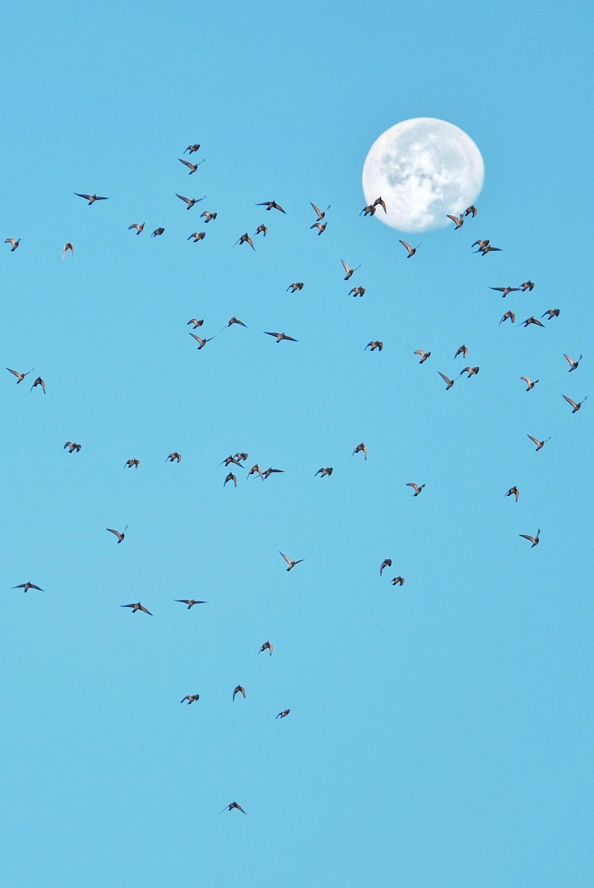 Moon Flock Of Birds Sky - Free photo on Pixabay - Pixabay