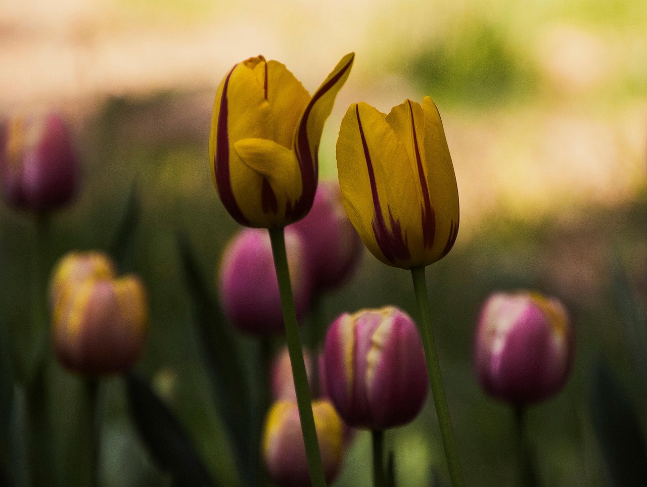 Tulip Bunga-Bunga Kebun - Foto gratis di Pixabay - Pixabay