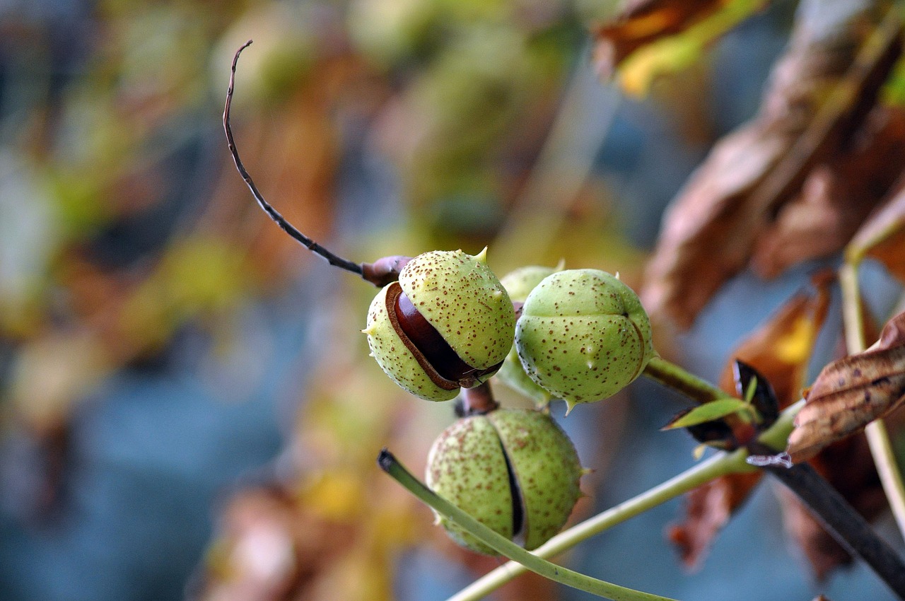 Chestnuts Chestnut Tree Nature - Free photo on Pixabay
