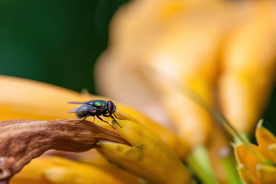 Fly Insect Animal - Free photo on Pixabay - Pixabay