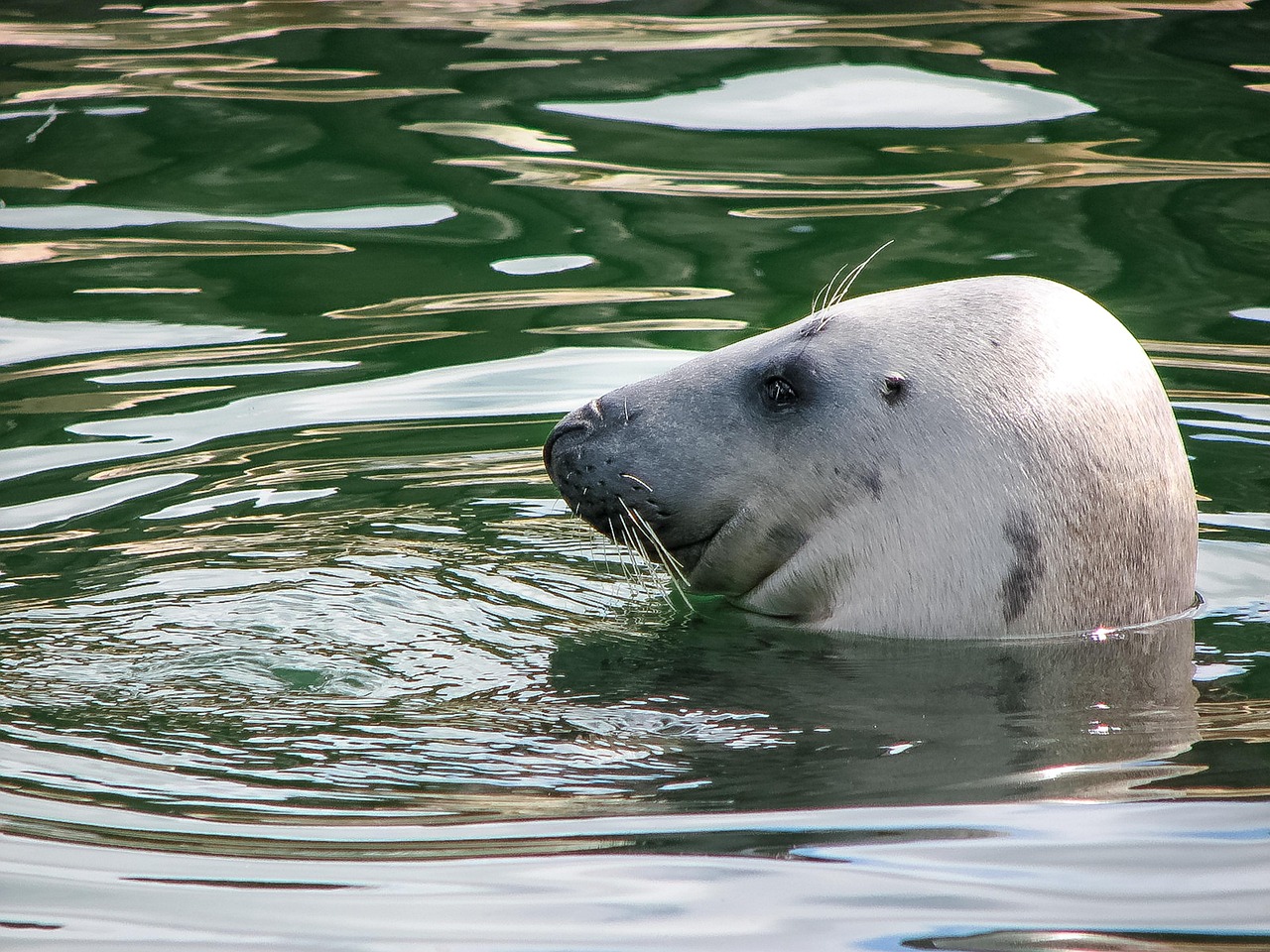 Seal Sanctuary River - Free photo on Pixabay