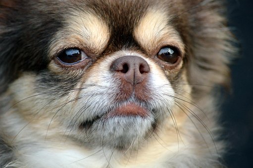 100+ Free Chiwawa & Chihuahua Images - Pixabay