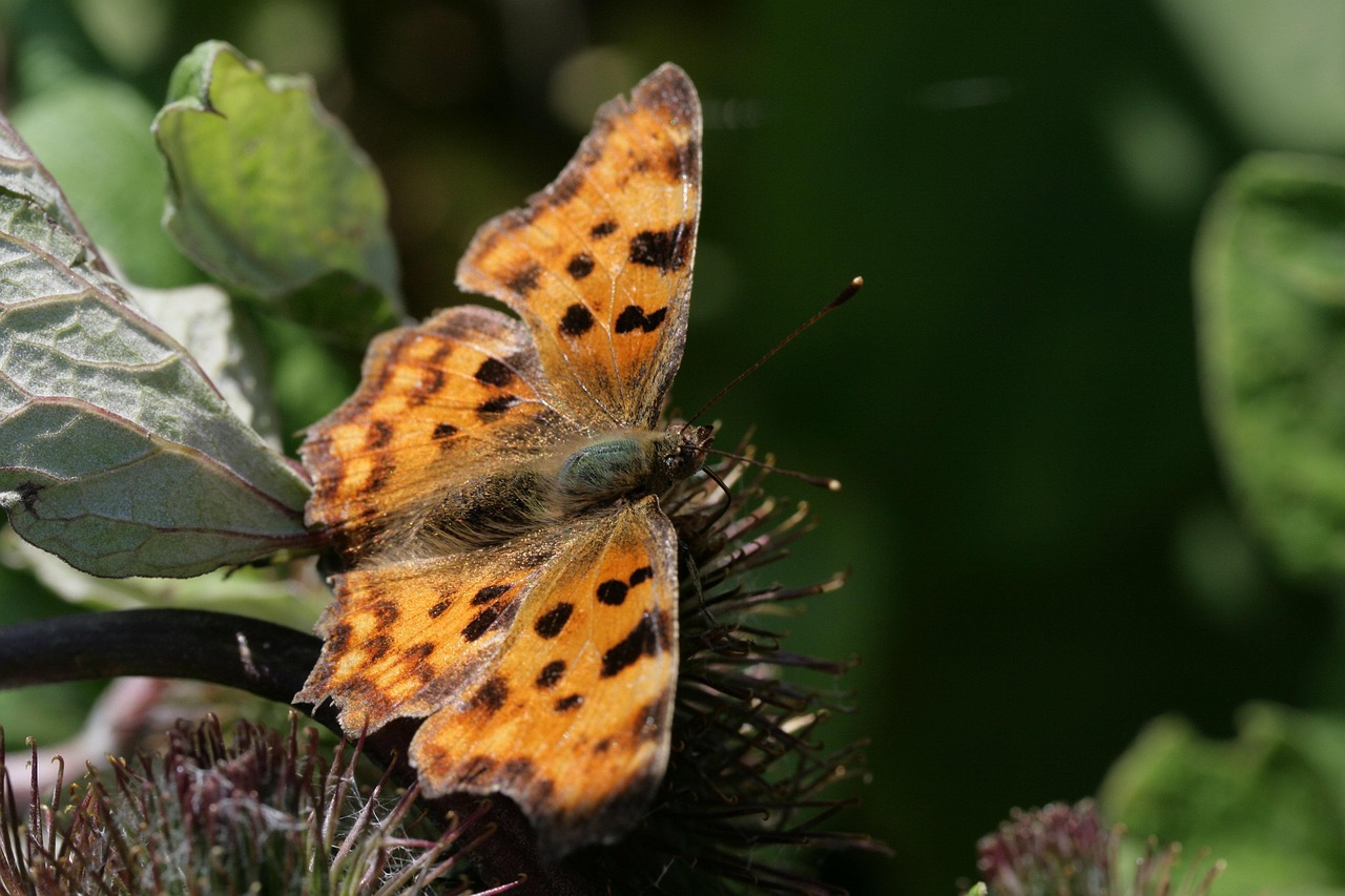 Papillon Virgule Insecte - Photo gratuite sur Pixabay - Pixabay