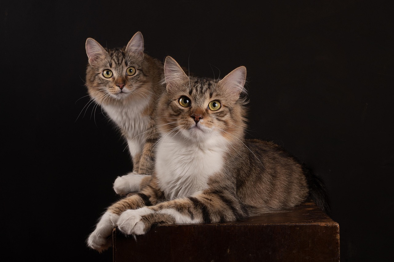 Cat Feline Whiskers - Free photo on Pixabay