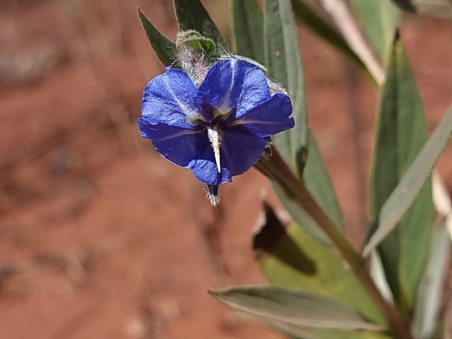 Flores Silvestres Pilbara - Foto gratuita no Pixabay - Pixabay
