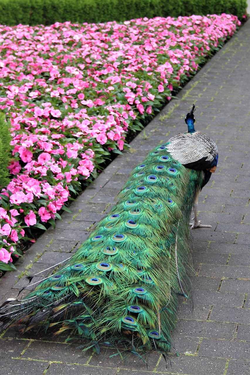 Pauw Vogel Bloemenbed - Gratis foto op Pixabay - Pixabay