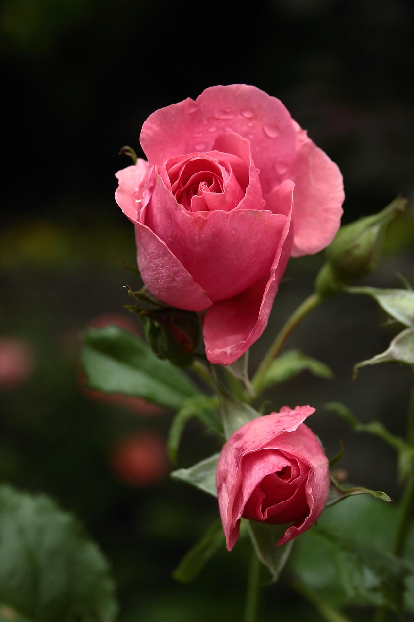 Fotos De Rosas Rosadas