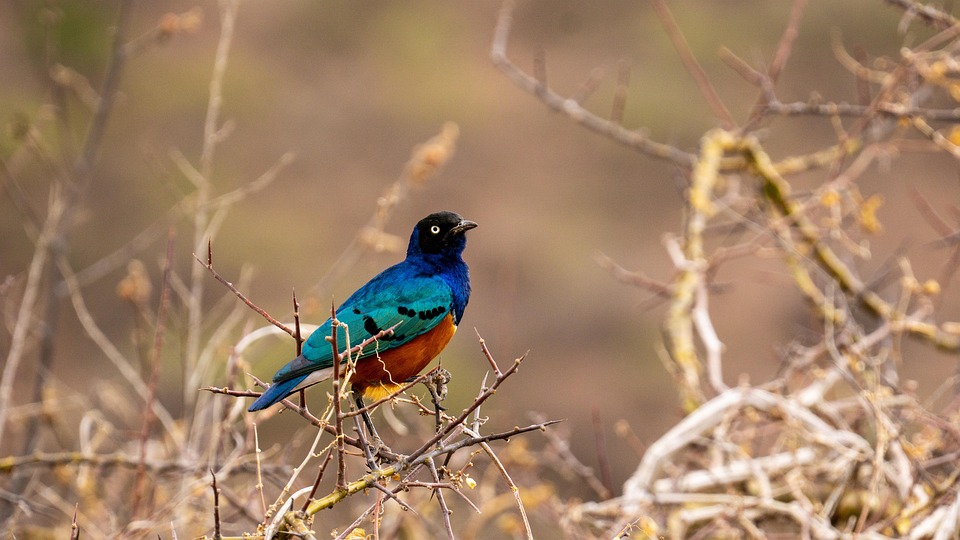 Bird Trees Animal - Free photo on Pixabay