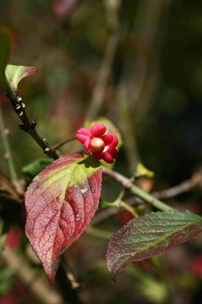 Fleurs De Paon Jardin Plantes - Photo gratuite sur Pixabay - Pixabay