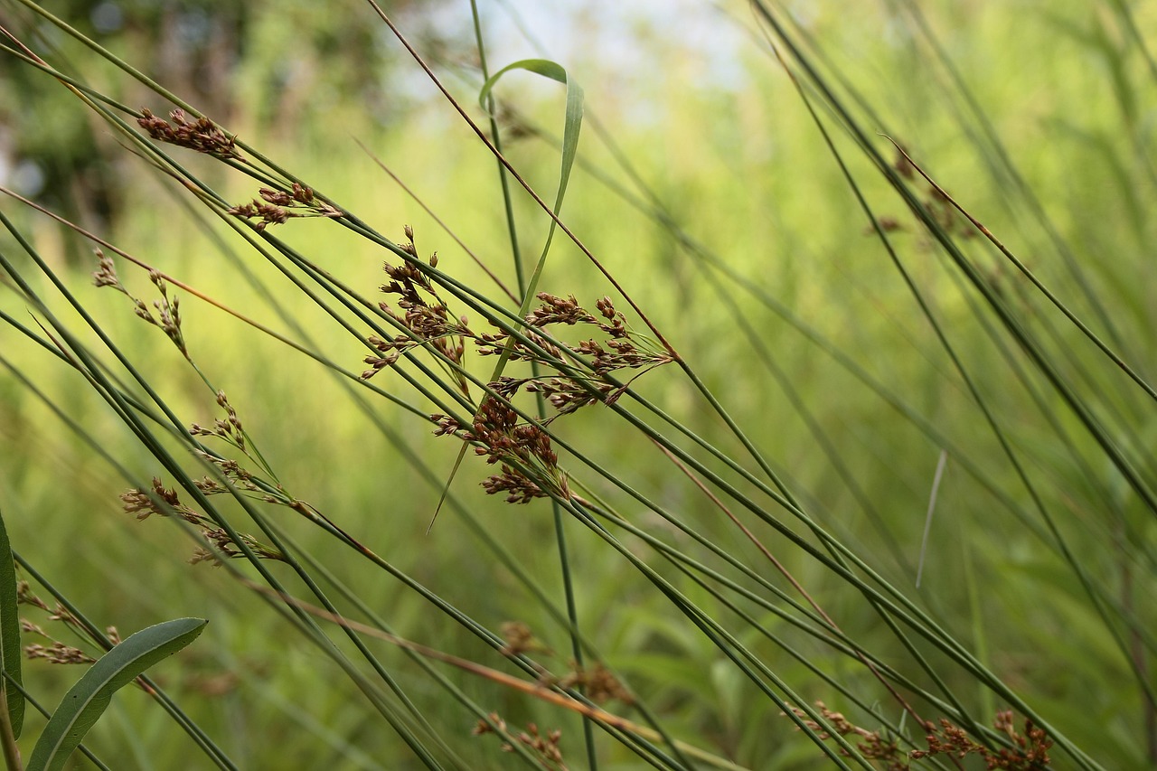 Grass Sour Sedge - Free photo on Pixabay