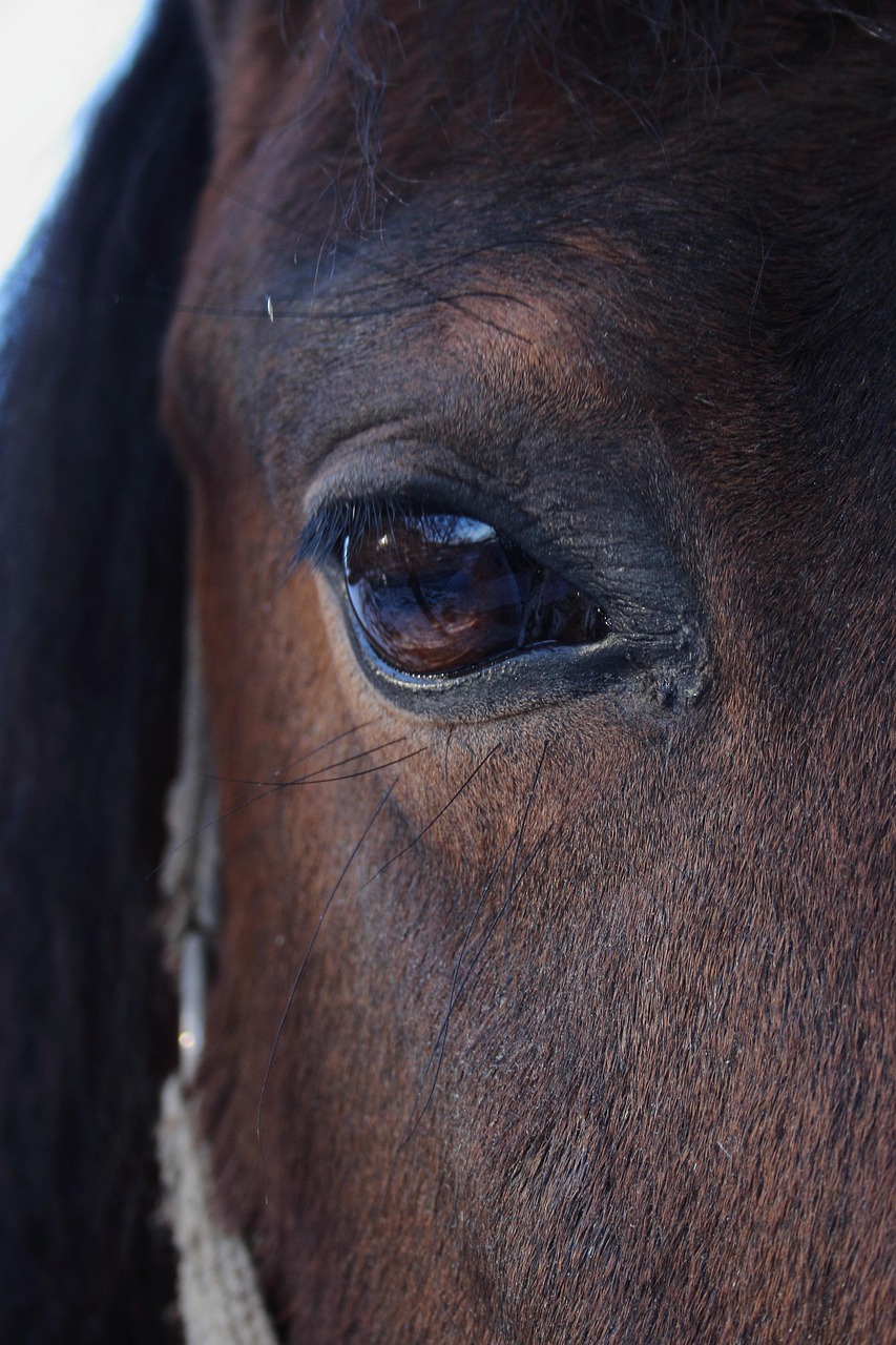 Caballo Animal Equino De - Foto gratis en Pixabay - Pixabay