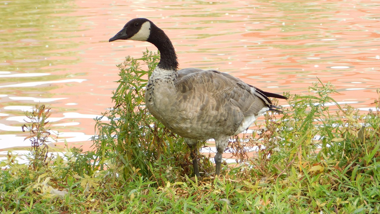 Canada Goose Lake Wildlife - Free photo on Pixabay - Pixabay