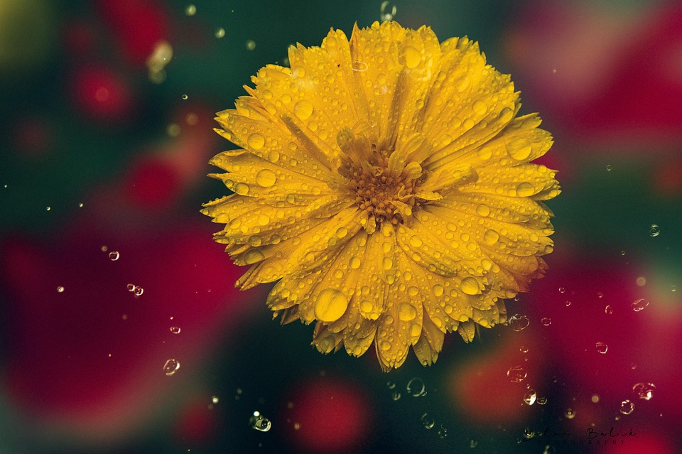 Flower Head Plant Outdoors - Free photo on Pixabay