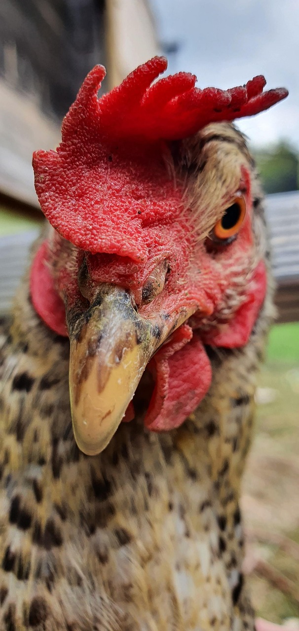 Chicken Poultry Feathers - Free photo on Pixabay - Pixabay