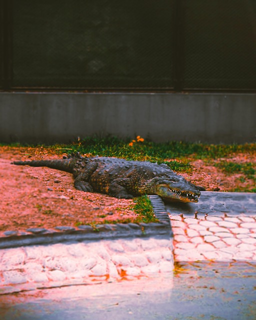 Krokodille Alligator Cododrilo - Gratis foto på Pixabay - Pixabay
