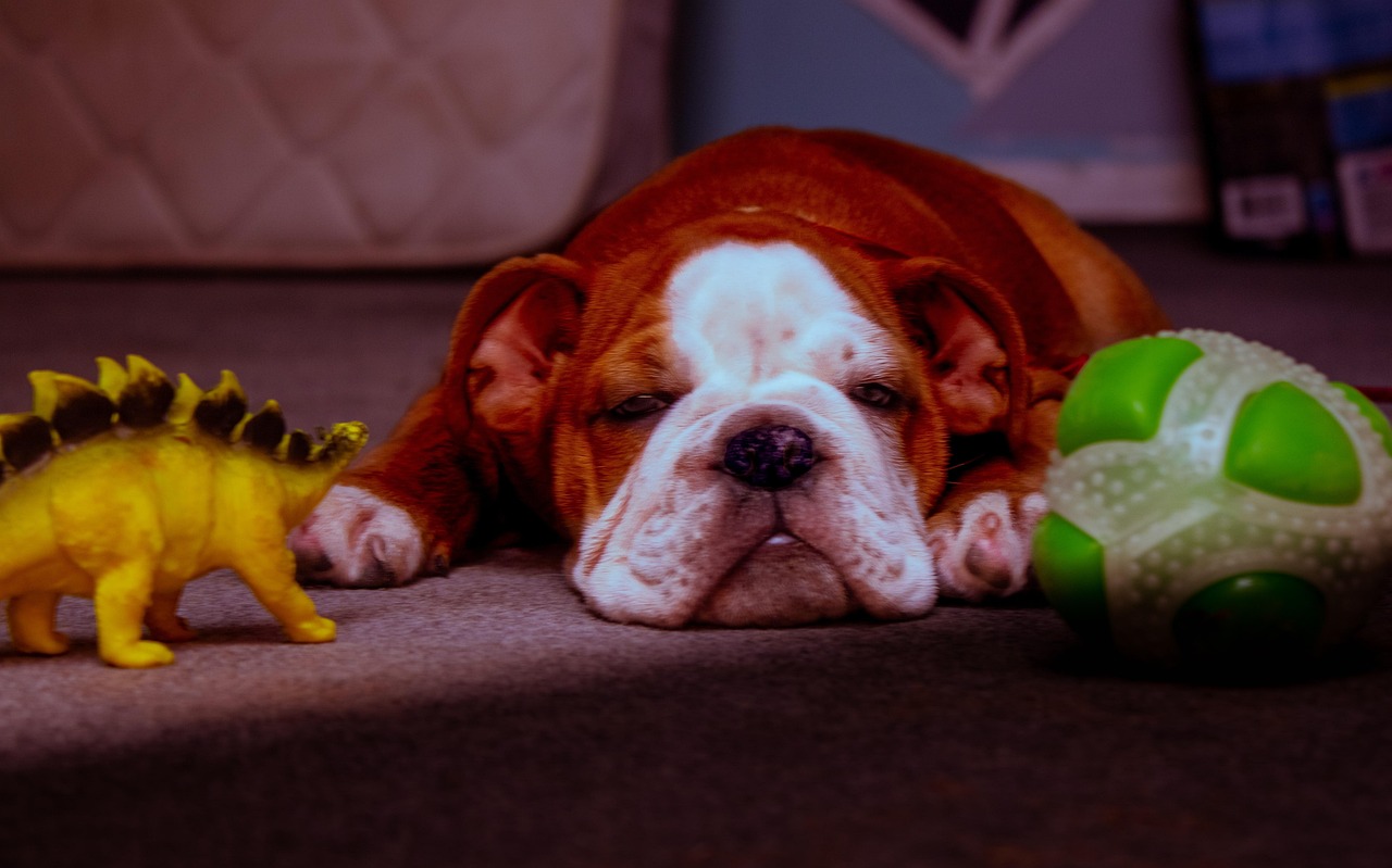 Filhote De Cachorro Bicho Foto Gratuita No Pixabay Pixabay