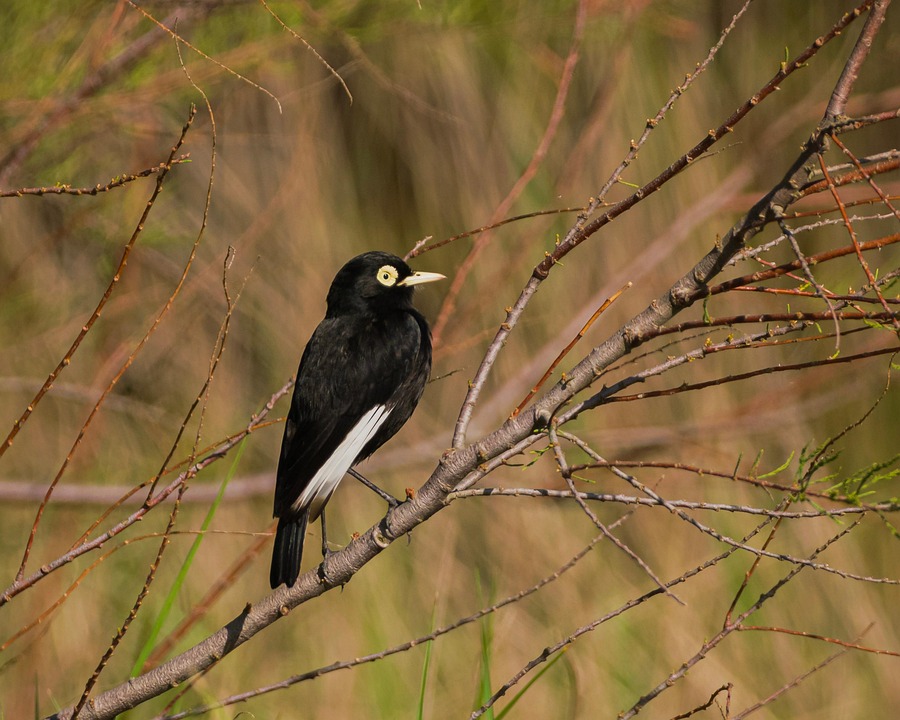 Wild Birds Silver Spike Hymenops - Free photo on Pixabay