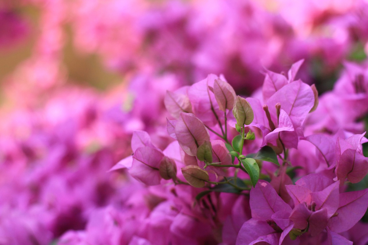 Pink Bougainvillea - Free photo on Pixabay - Pixabay