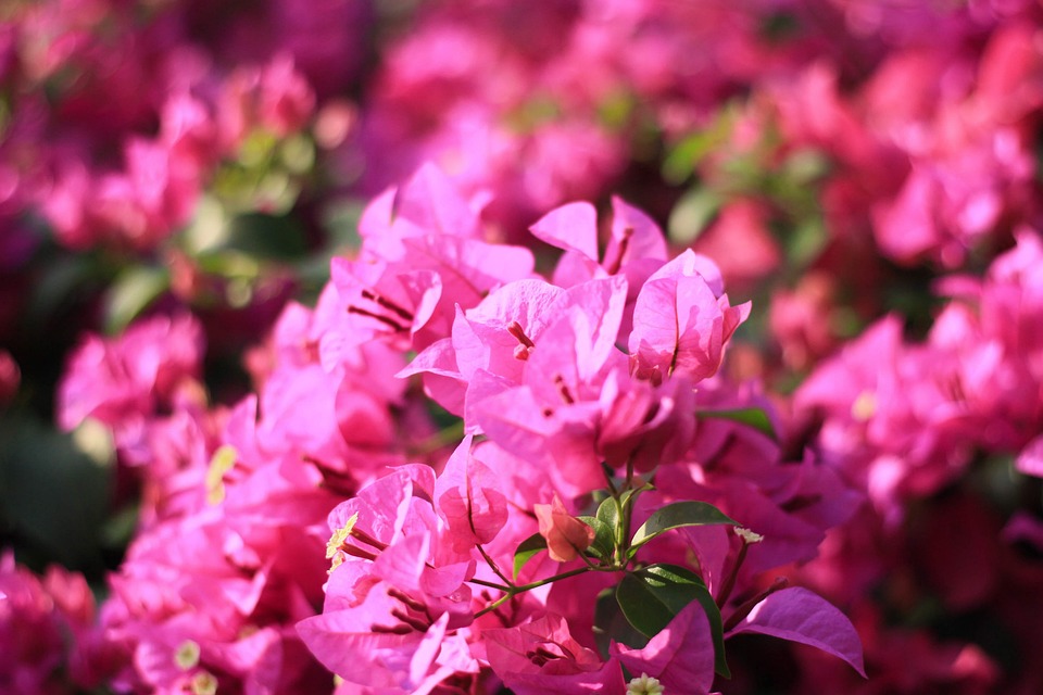 Buganvilla Rosa Buganvillas Flores - Foto gratis en Pixabay
