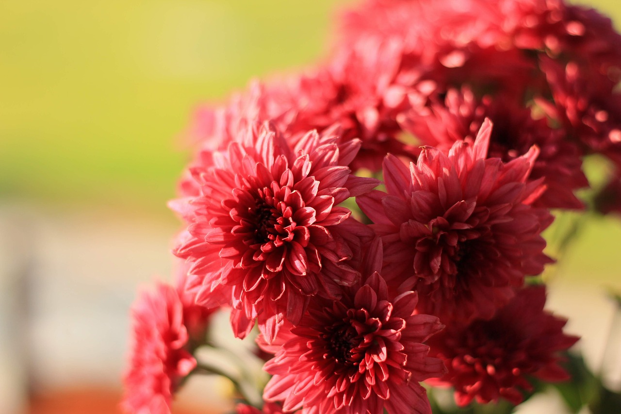 Dahlia Merah Muda Bunga-Bunga - Foto gratis di Pixabay - Pixabay