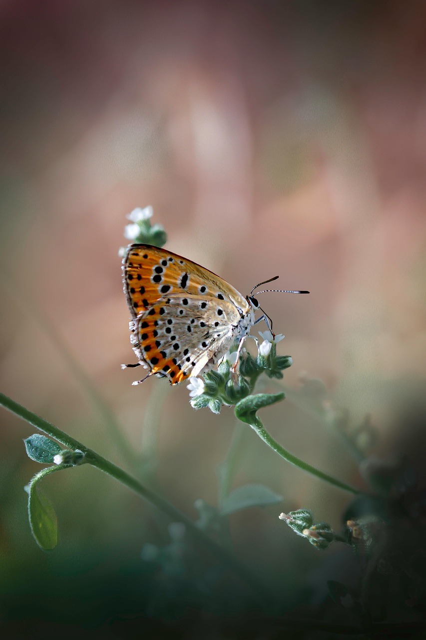 Borboleta Inseto Jardim - Foto gratuita no Pixabay - Pixabay
